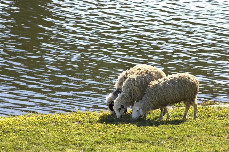 Pecore fotografia stock. Immagine di gruppo, fresco, moltitudine - 30450742