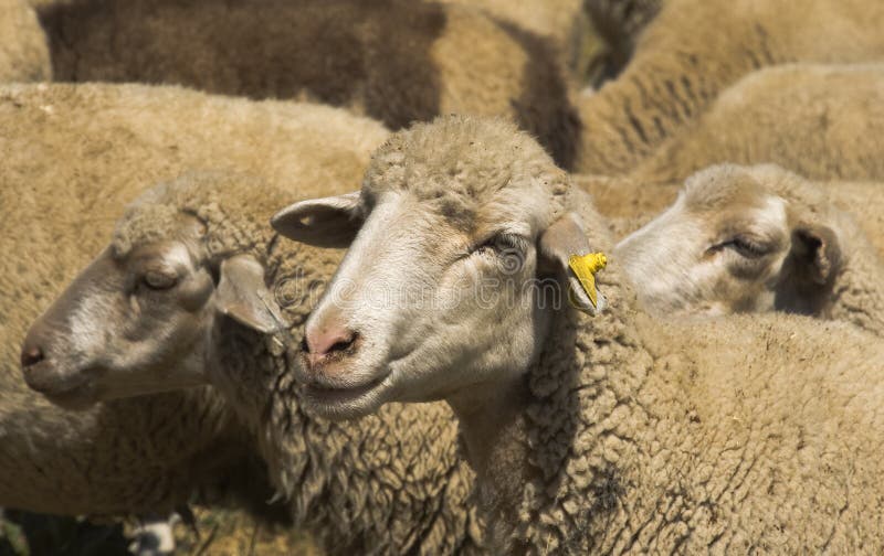 Pecore fotografia stock. Immagine di verde, sguardo, nave - 10253386