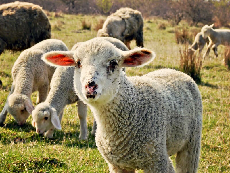 Pecore fotografia stock. Immagine di bestiame, paese - 32387758