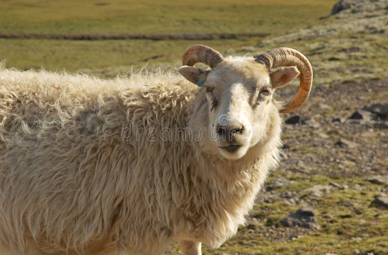 Pecore immagine stock. Immagine di pecore, fissare, islanda - 348767