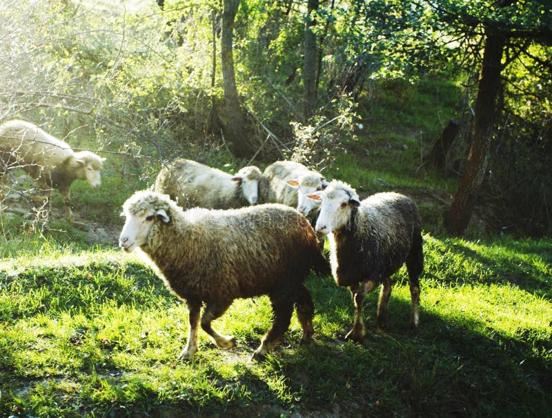 Pecore fotografia stock. Immagine di farmland, gregge - 3496090