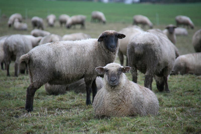 Pecore fotografia stock. Immagine di agricoltura, pecore - 4217790