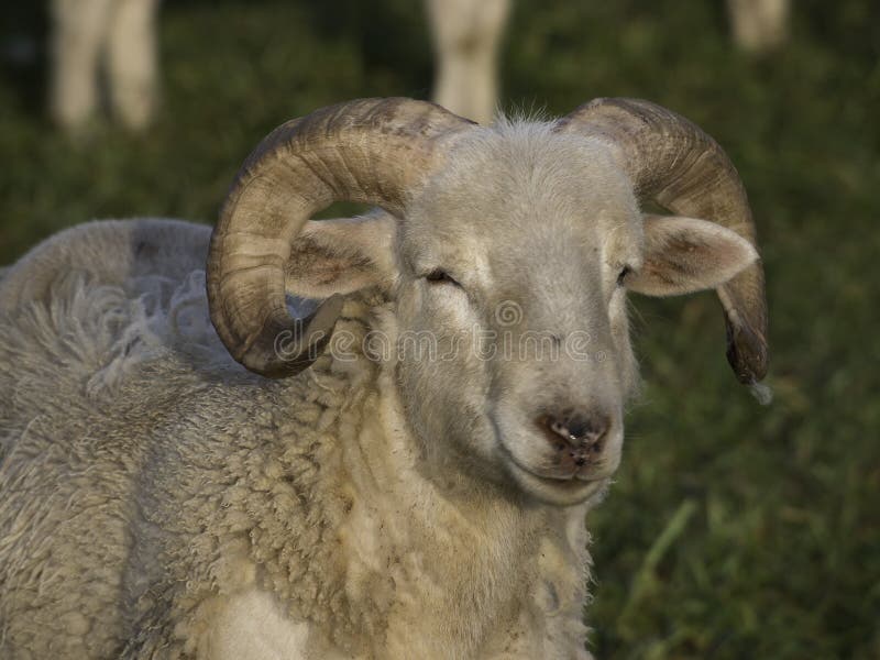 Pecore fotografia stock. Immagine di muso, fauna, agnello - 51339326