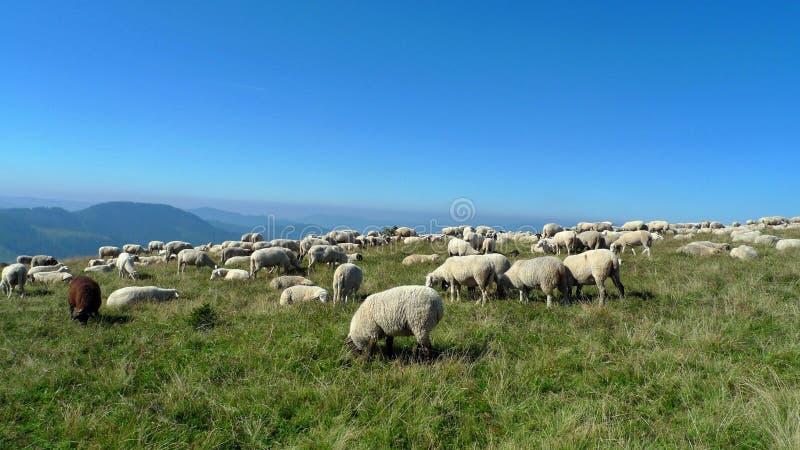Isola Di Crete - Pecore E Capre Al Pascolo Immagine Stock - Immagine di ...