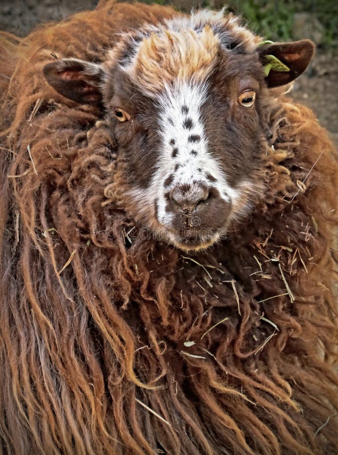 Pecore fotografia stock. Immagine di cesoie, tosatura - 68548728