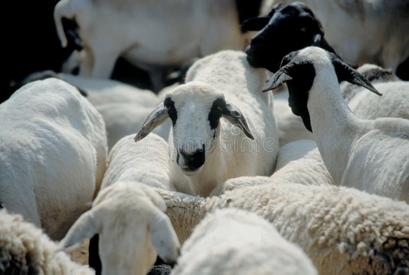 Pecore fotografia stock. Immagine di nave, pecore, animale - 7690372