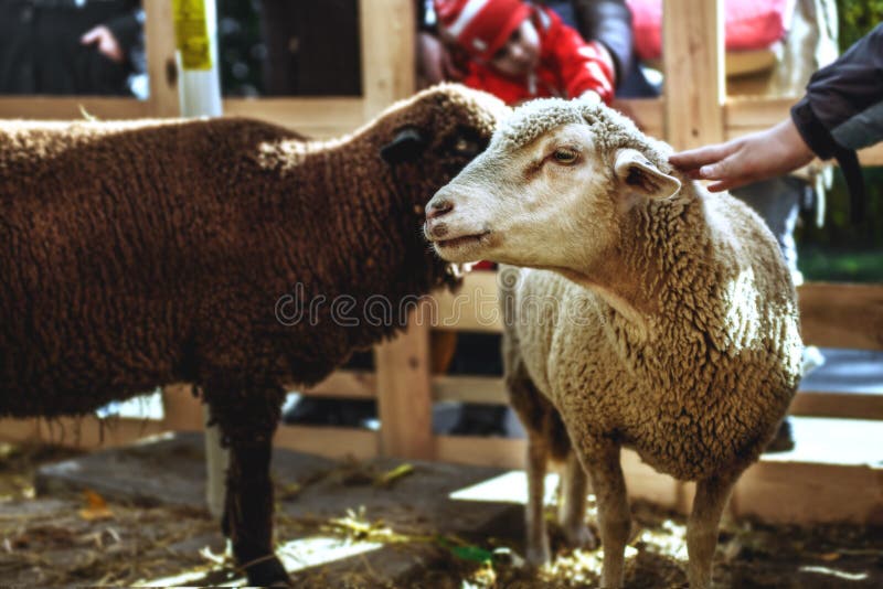 Pecore Divertenti Alla Mostra Del Bestiame Fotografia Stock - Immagine ...