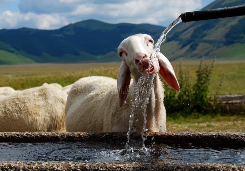 Pecore beventi fotografia stock. Immagine di animale - 11241154