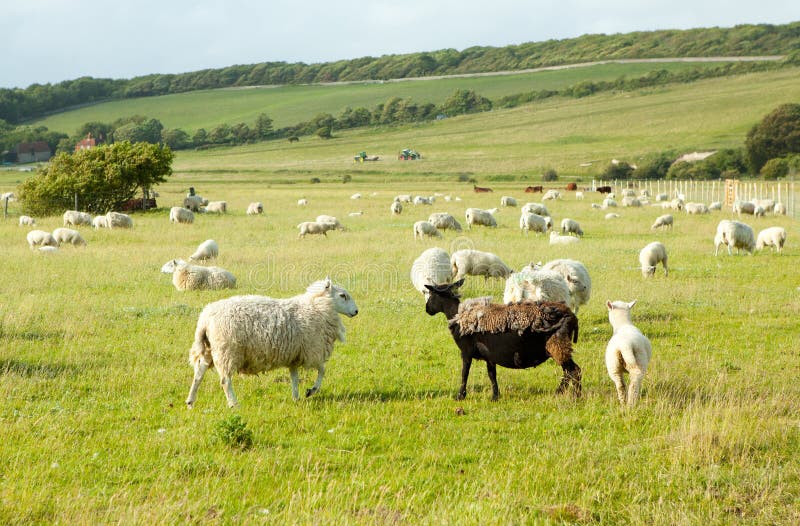 Pecore Bianche Che Esaminano Le Pecore Nere Brutte Fotografia Stock ...