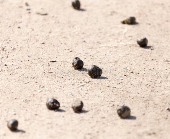 Pecore cacate sulla natura immagine stock. Immagine di sfondo - 106326999