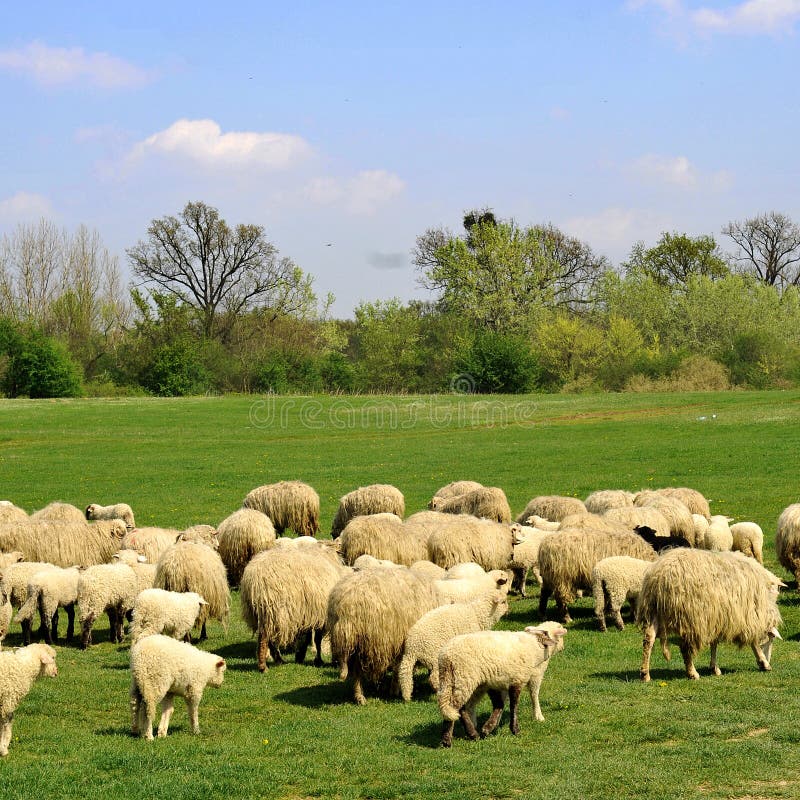 Pecore al pascolo fotografia stock. Immagine di rurale - 4890058