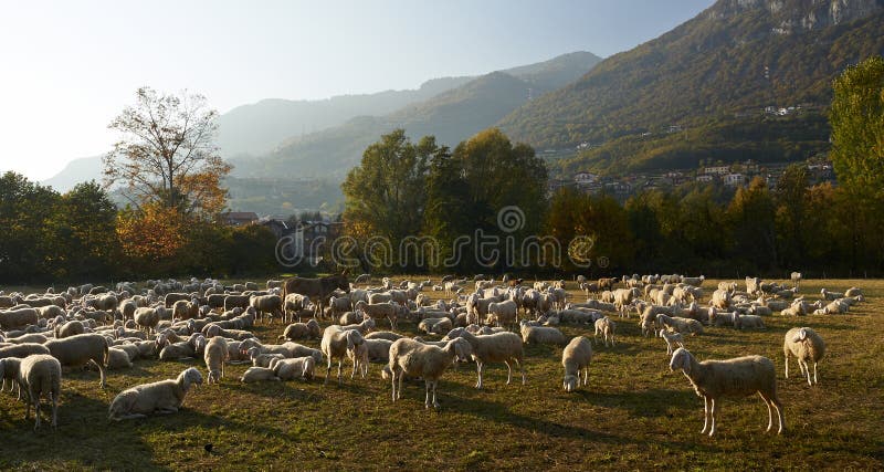 Pecore stock photo. Image of grazing, animal, field, lawn - 61736846