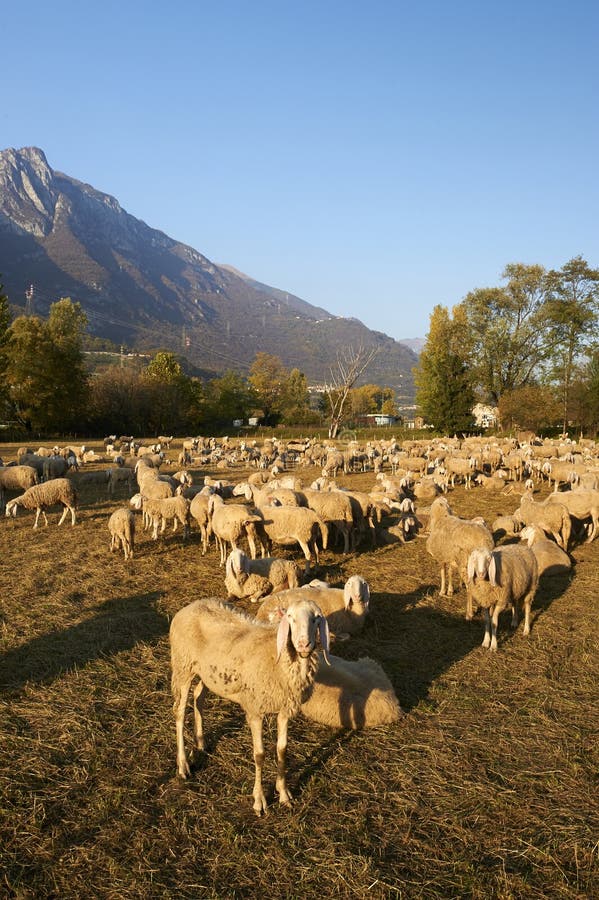 Pecore stock image. Image of grassland, landscape, sheep - 61737163