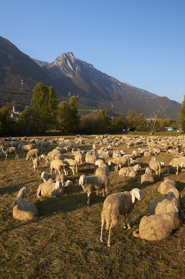 Pecore stock image. Image of grass, grassland, grazing - 61737193