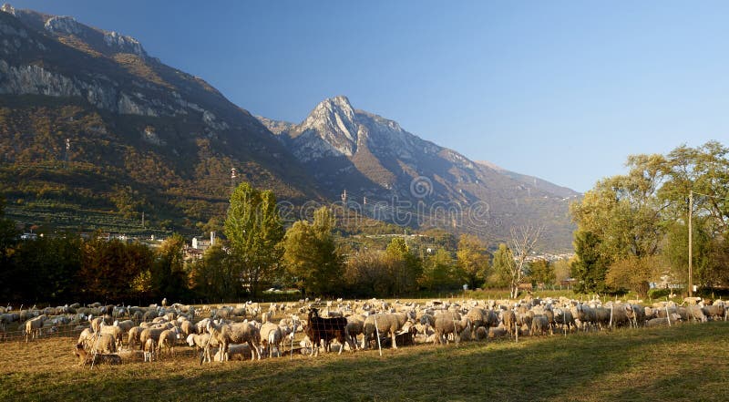 Pecore stock image. Image of highland, grazing, autumn - 61737457