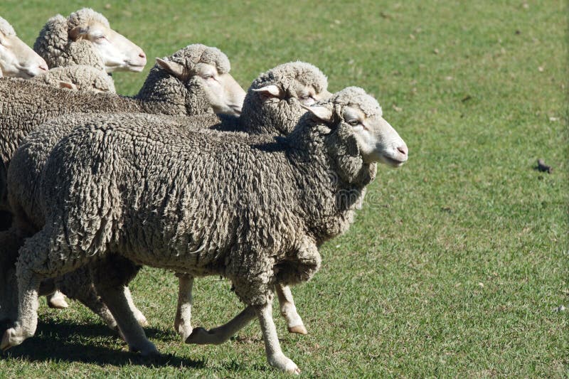 Pecore della pecora immagine stock. Immagine di lane - 31679159