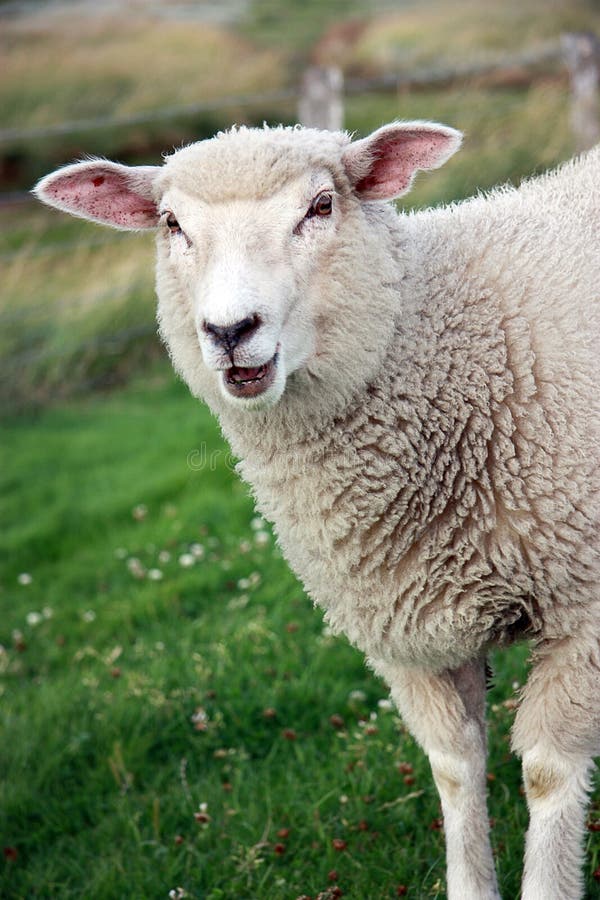Pecore di belato immagine stock. Immagine di pecore, campo - 35280455