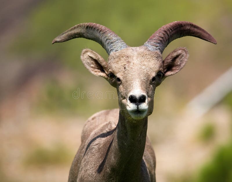 Pecore di Bighorn immagine stock. Immagine di pecore - 12344395