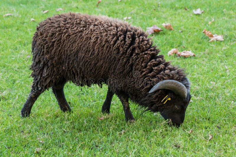 Pecora Nera Delle Pecore Di Ouessant - Una Di Più Piccole Razze Delle ...