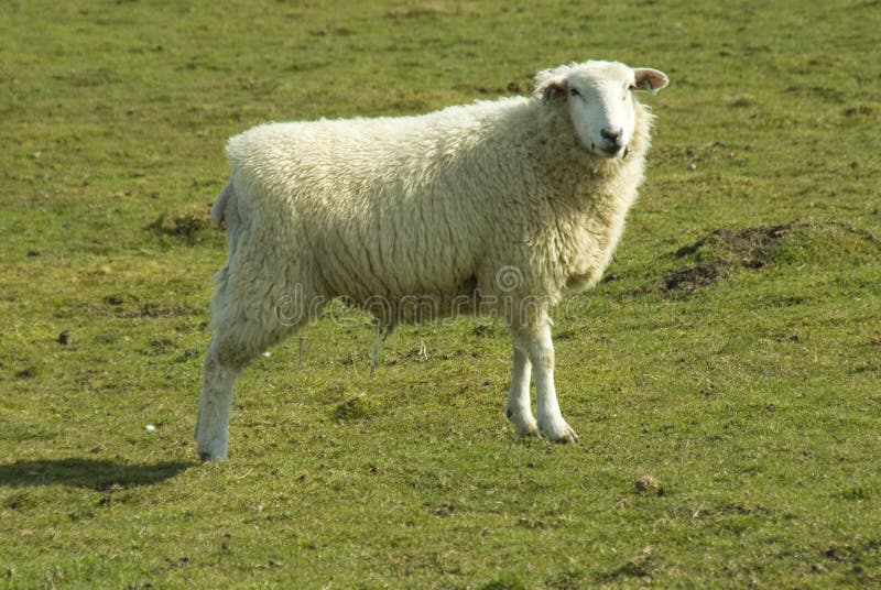 Pecore di Romney immagine stock. Immagine di europa, pastore - 13472827