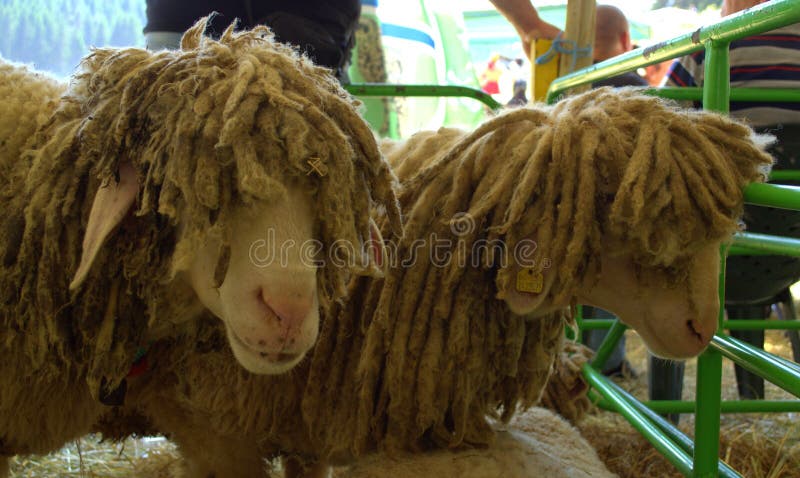 Pecore Divertenti Alla Mostra Del Bestiame Fotografia Stock - Immagine ...