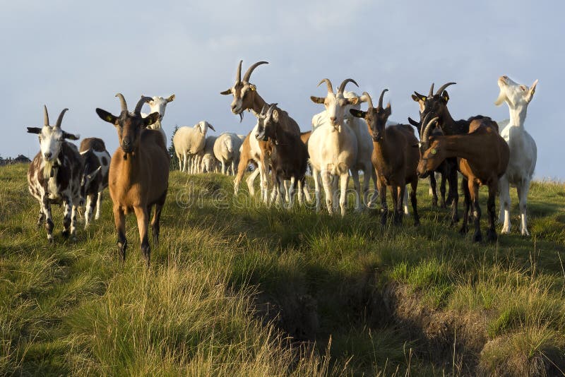 Le Pecore E Le Capre Pascolano Sulle Pendici Delle Montagne Bovini Da ...