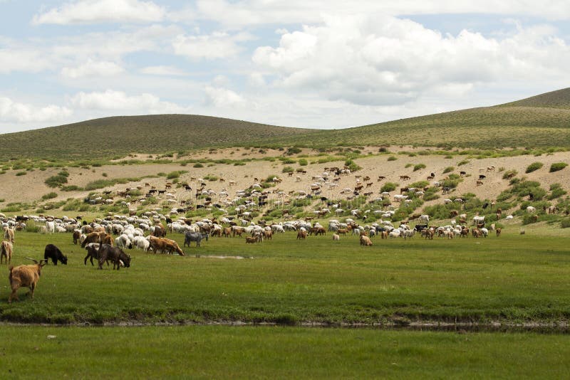 Pecore e capre in Mongolia immagine stock. Immagine di asia - 36742465