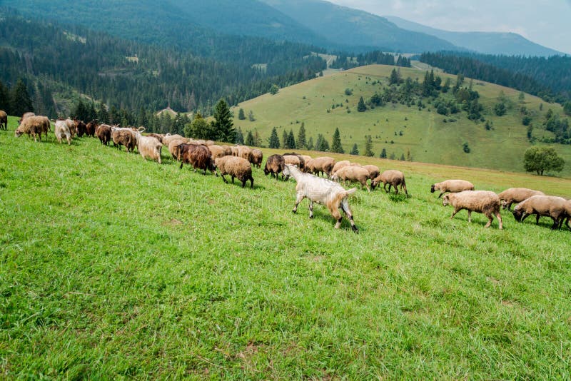 Pecore E Capre Che Pascono Sul Canyon Di Ihlara, Turchia Immagine Stock ...