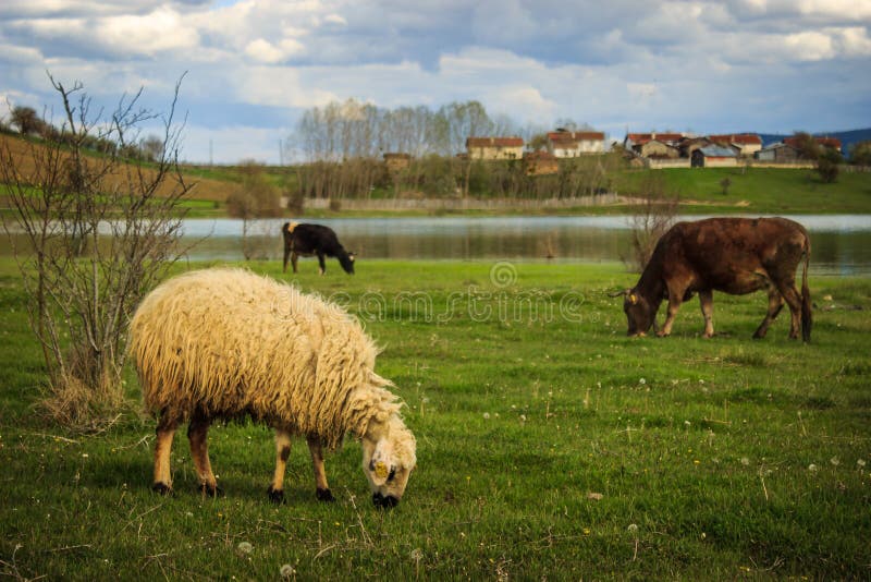 Pecore E Mucche Sul Pascolo Coperto Di Neve Fotografia Stock - Immagine ...