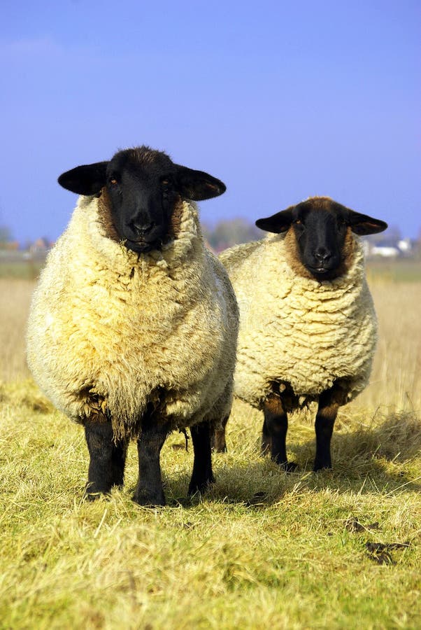 Pecore fissare fotografia stock. Immagine di lana, nero - 12263818