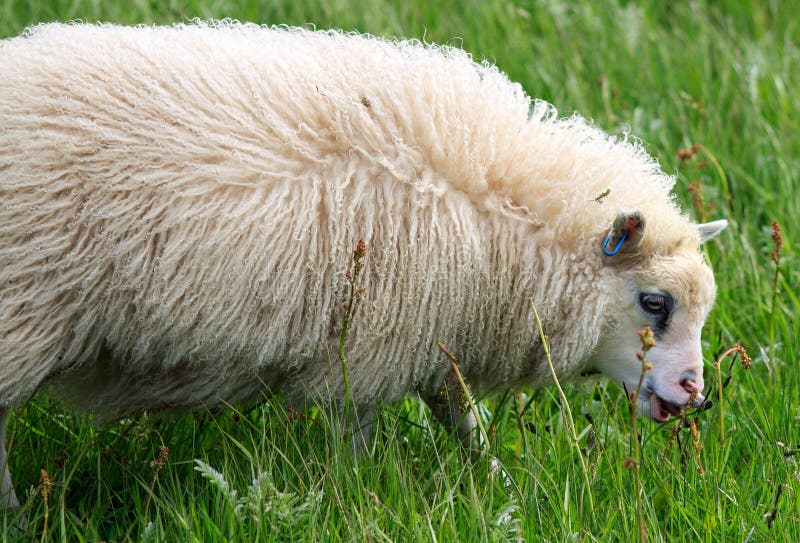 Pecore islandesi fotografia stock. Immagine di pecore - 42548060
