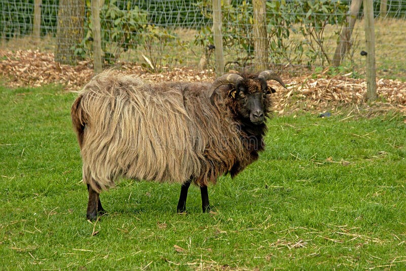 Due Pecore Con Lana Pelosa Lunga Che Vi Esamina Mentre Rilassandosi Sui ...