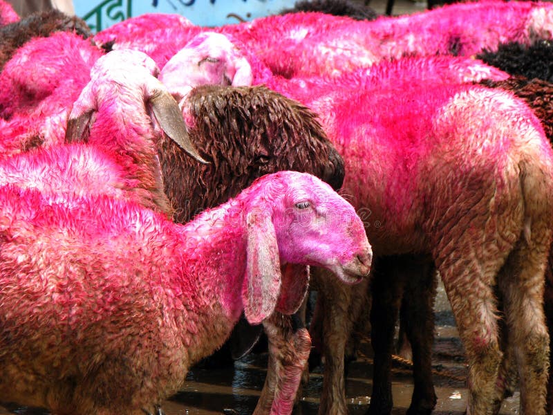 Pecore nel colore rosa immagine stock. Immagine di mammiferi - 2870437