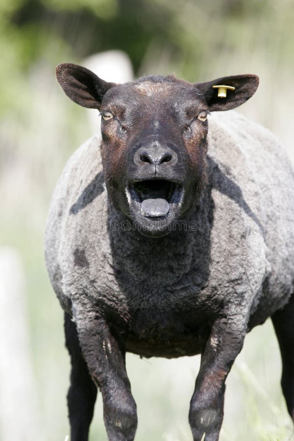 2,951 Pecore Nere Divertenti Foto stock - Foto stock gratuite e royalty ...
