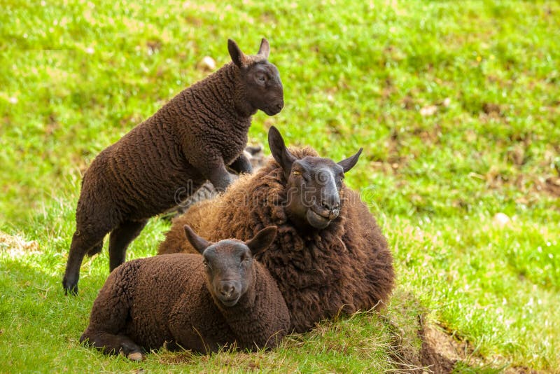 Pecore nere della madre immagine stock. Immagine di nave - 63803737