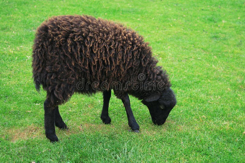 Pecore Nere - Pecore Di Ouessant Fotografia Stock - Immagine di ...