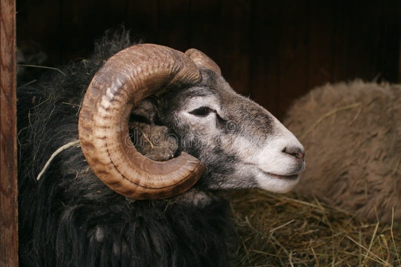 Pecore, Pecore Della Gotland - Ram Fotografia Stock - Immagine di agar ...