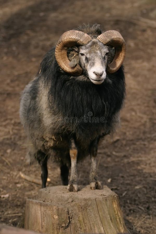 Pecore, Pecore Della Gotland - Ram Fotografia Stock - Immagine di fauna ...