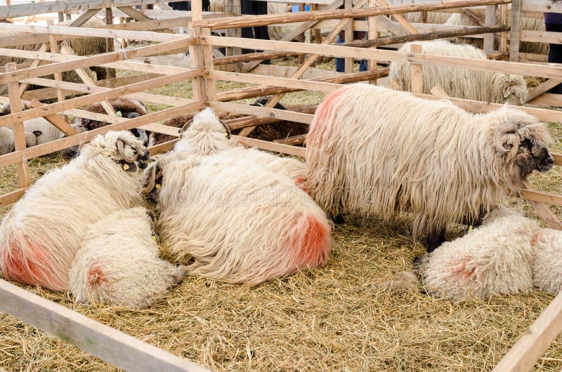 Pecore in penna fotografia stock. Immagine di nazionale - 41649894