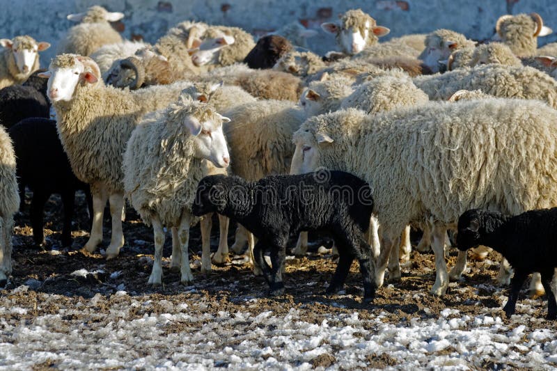 Pecore Sull'azienda Agricola Immagine Stock - Immagine di cappotto ...