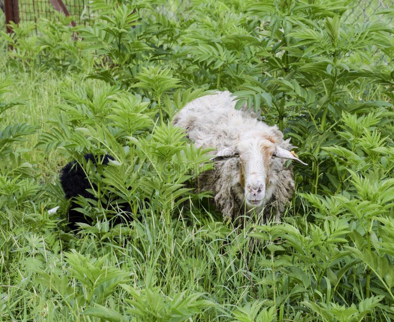 Pecore in Un Boschetto Di Erba La Pecora Mastica L'erba Fotografia ...