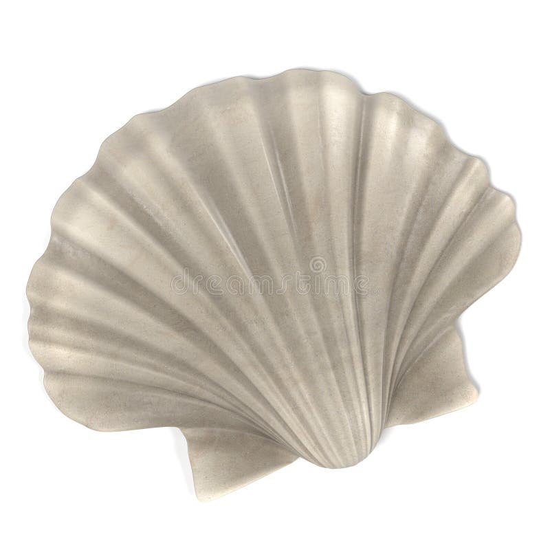 Pecten Albicans Stock Illustrations – 3 Pecten Albicans Stock ...