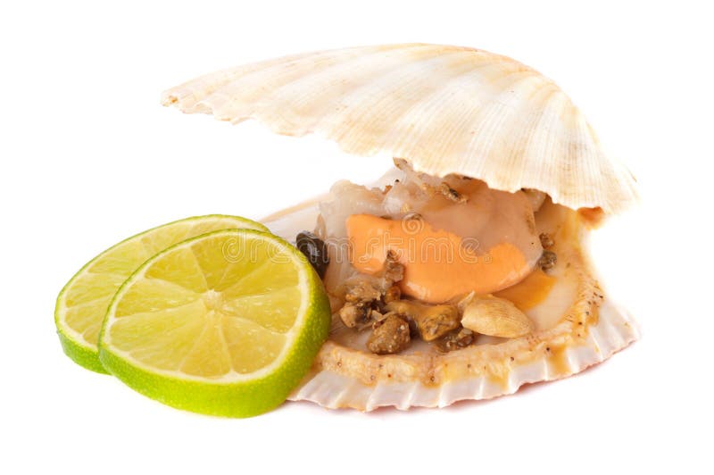 Pecten Shell, Fossil, White Background Stock Image - Image of detailed ...