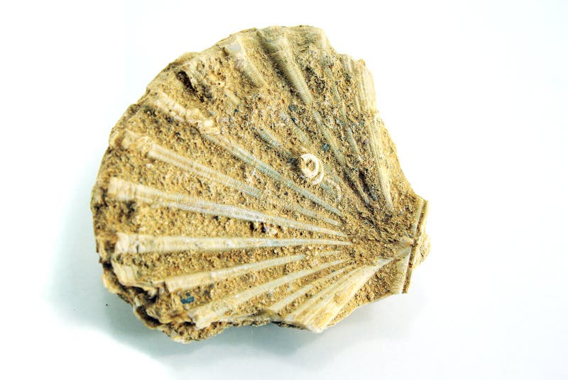 Pecten Shell, Fossil, White Background Stock Image - Image of detailed ...