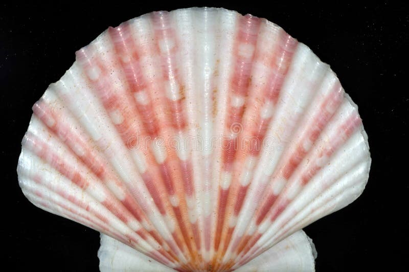 Pecten Shell stock photo. Image of seashell, still, indian - 339460834