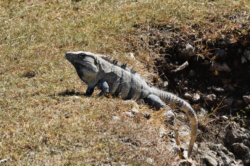 Iguane à Queue épineuse Mexicain (Ctenosaura Pectinate) Image stock ...