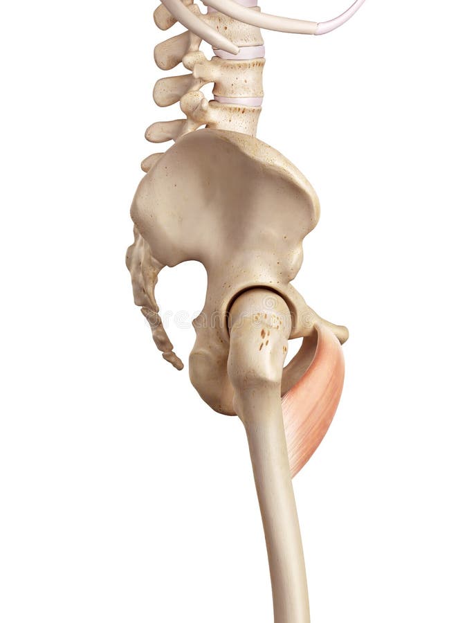 The pectineus stock illustration. Illustration of biomedical - 56286485