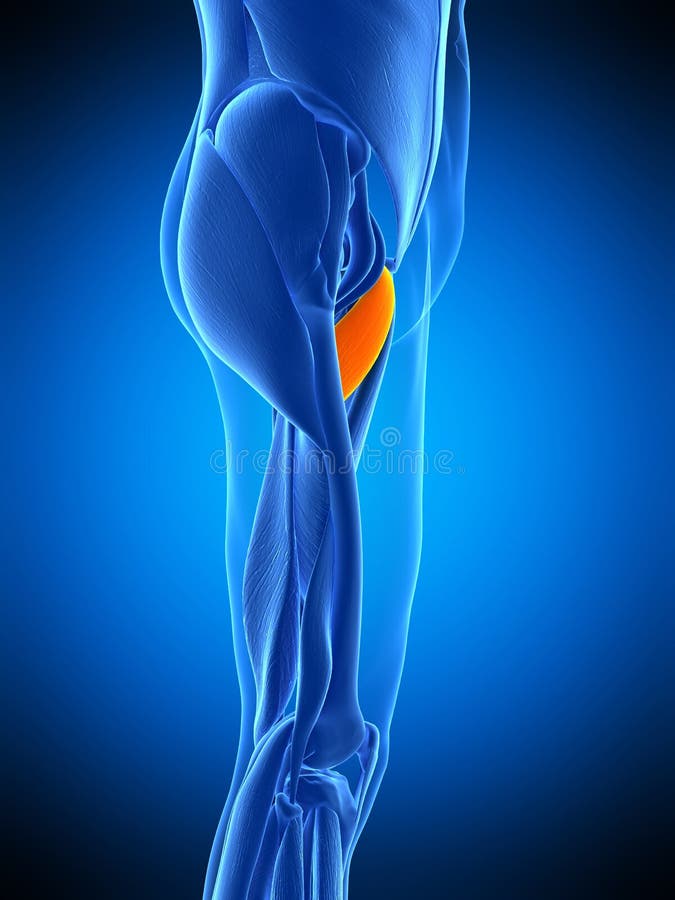 The pectineus stock illustration. Illustration of anterior - 58450706