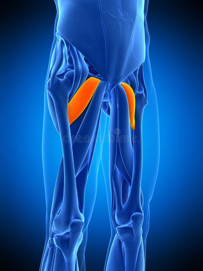 Human Pectineus Muscles on Skeleton Stock Illustration - Illustration ...