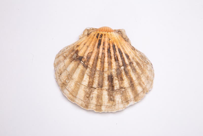 Pectinidae Scallop Shell on a White Background. Close-up Stock Photo ...